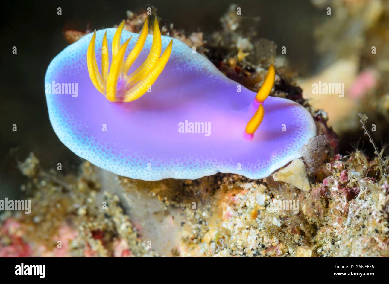 sea slug or nudibranch, Hypselodoris apolegma,Lembeh Strait, North ...