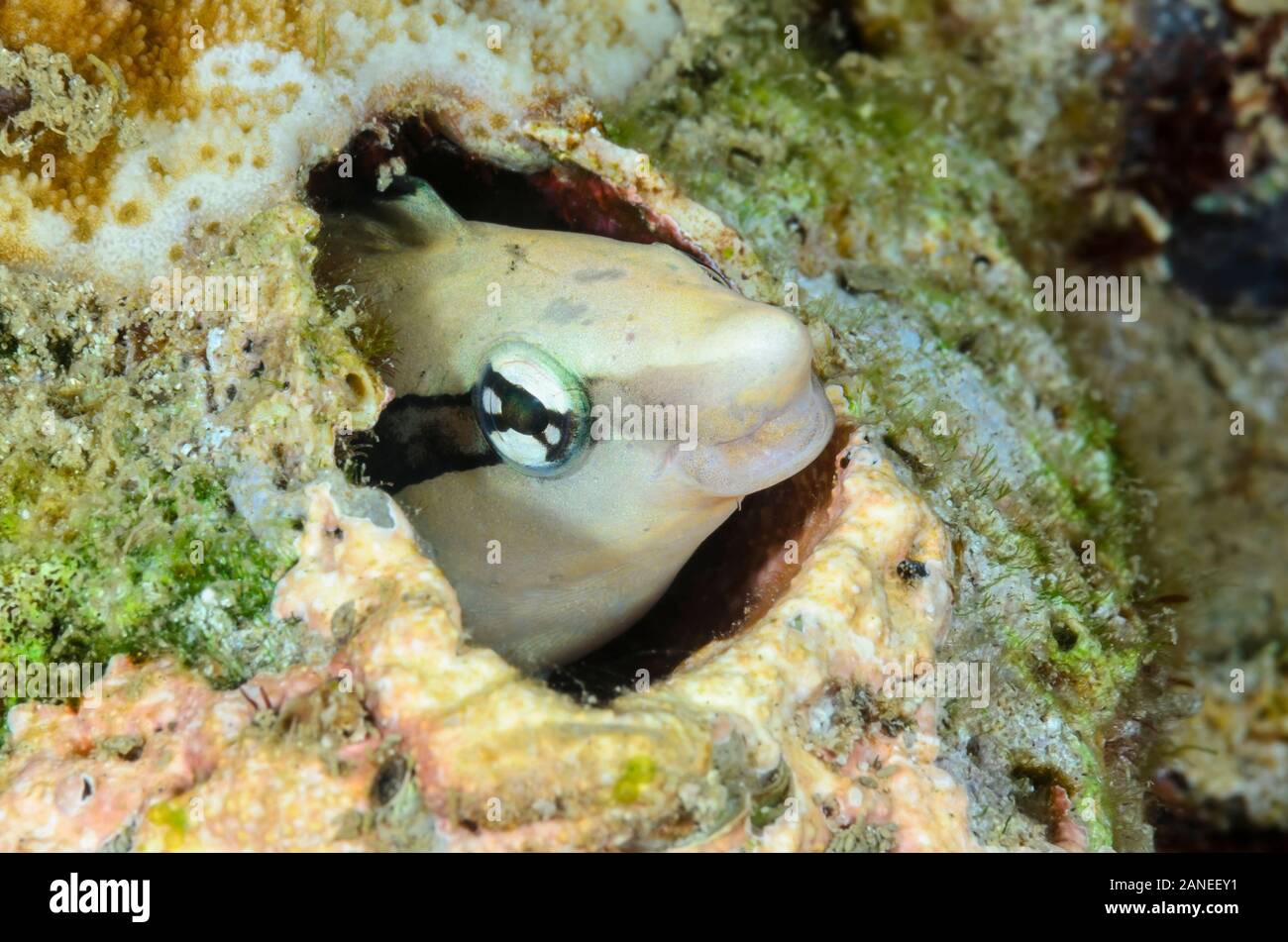 False cleanerfish, Aspidontus taeniatus, Lembeh Strait, North Sulawesi ...