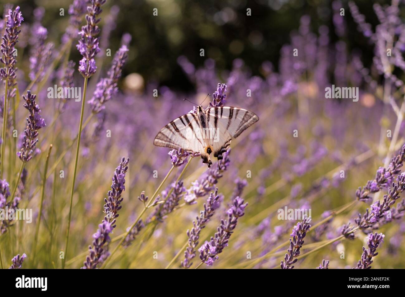 Butterfly sitting on lavender. Beautiful purple lavender field Stock ...