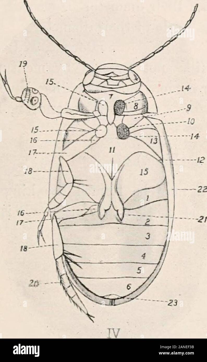 Forest entomology . m. 13. Basal fold of elytra. 14. Scutellary stria ...