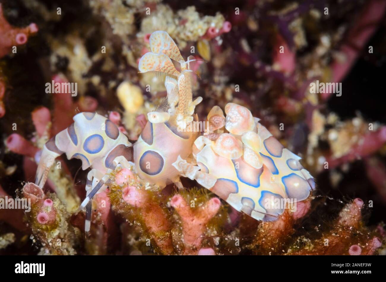 Harlequin shrimp, Hymenocera picta, Lembeh Strait, North Sulawesi ...