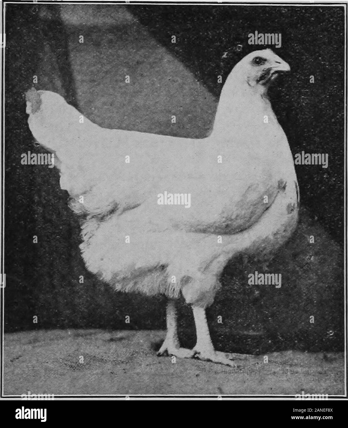 Hen lays eggs Black and White Stock Photos & Images - Alamy