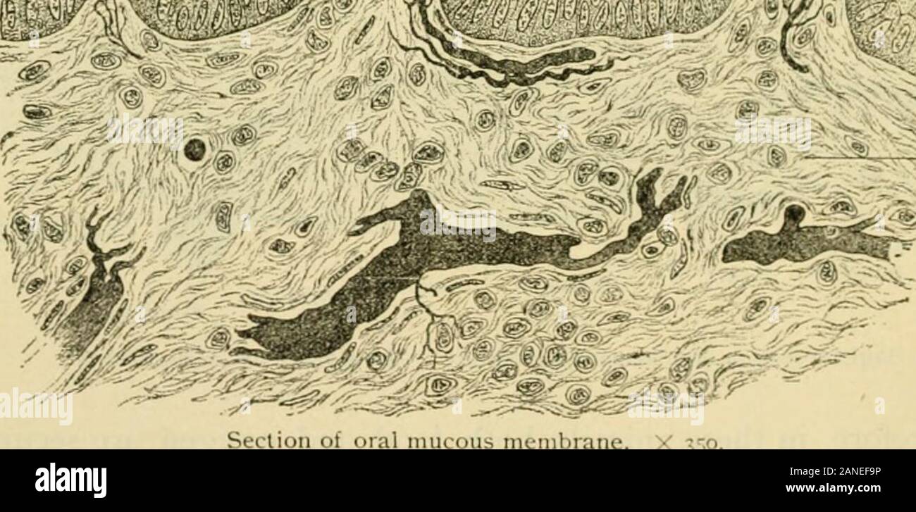 Visceral layer hi-res stock photography and images - Alamy