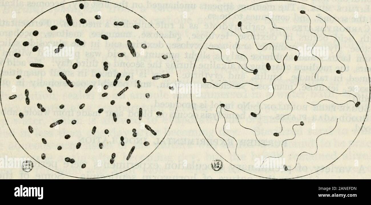 Journal of Agricultural Research . e culture or ofthe tissues of worms ...