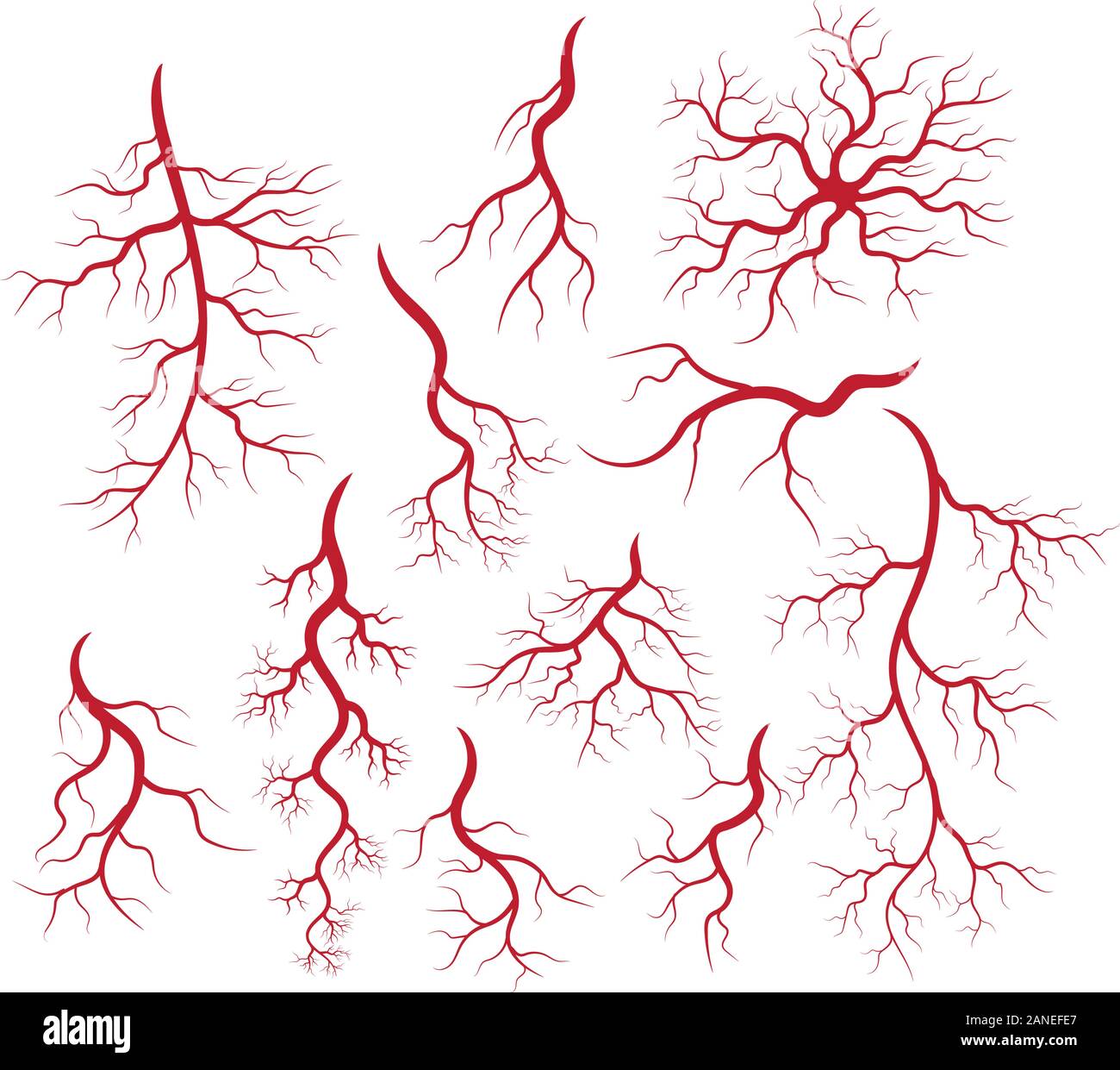 Human veins and arteries illustration design template Stock Vector ...