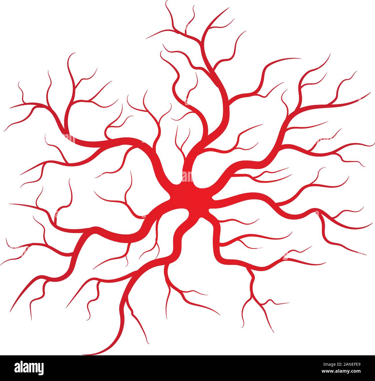 Human veins hi-res stock photography and images - Alamy