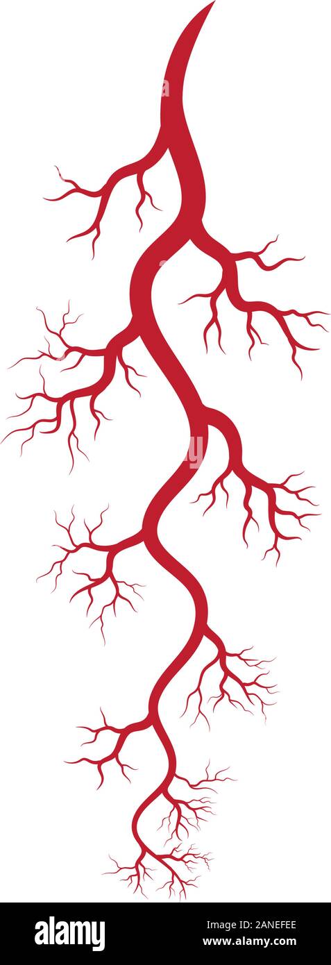 Human veins and arteries illustration design template Stock Vector ...