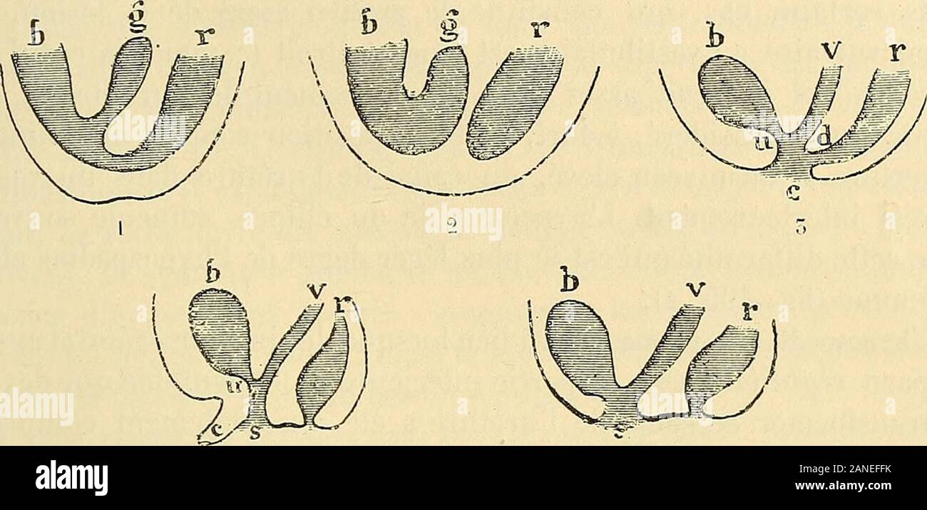 Traité de gynécologie clinique et opératoire . s lentrée du vagin ...