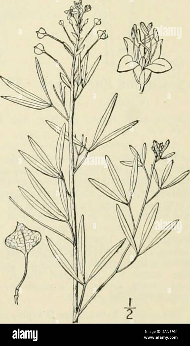 Long stalked capsule hi-res stock photography and images - Alamy