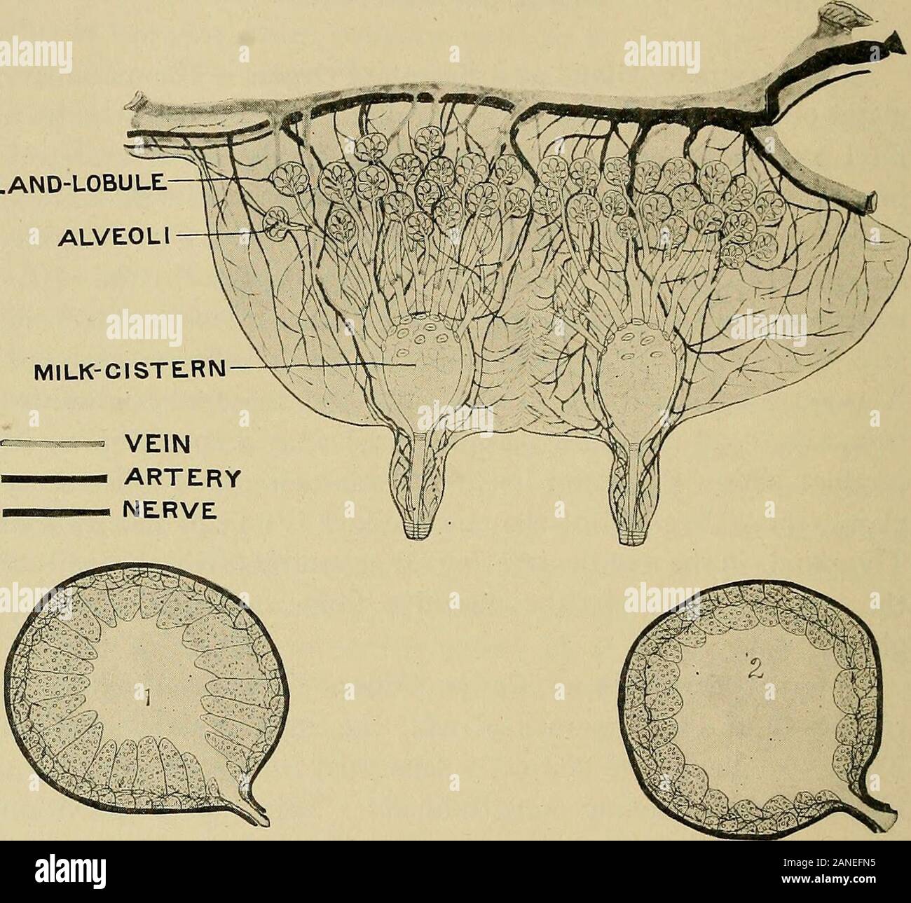 Dairy Cow Udder Anatomy