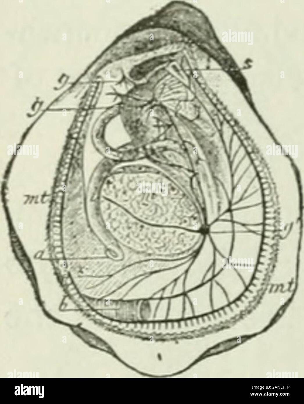 Fish for beginners hi-res stock photography and images - Alamy
