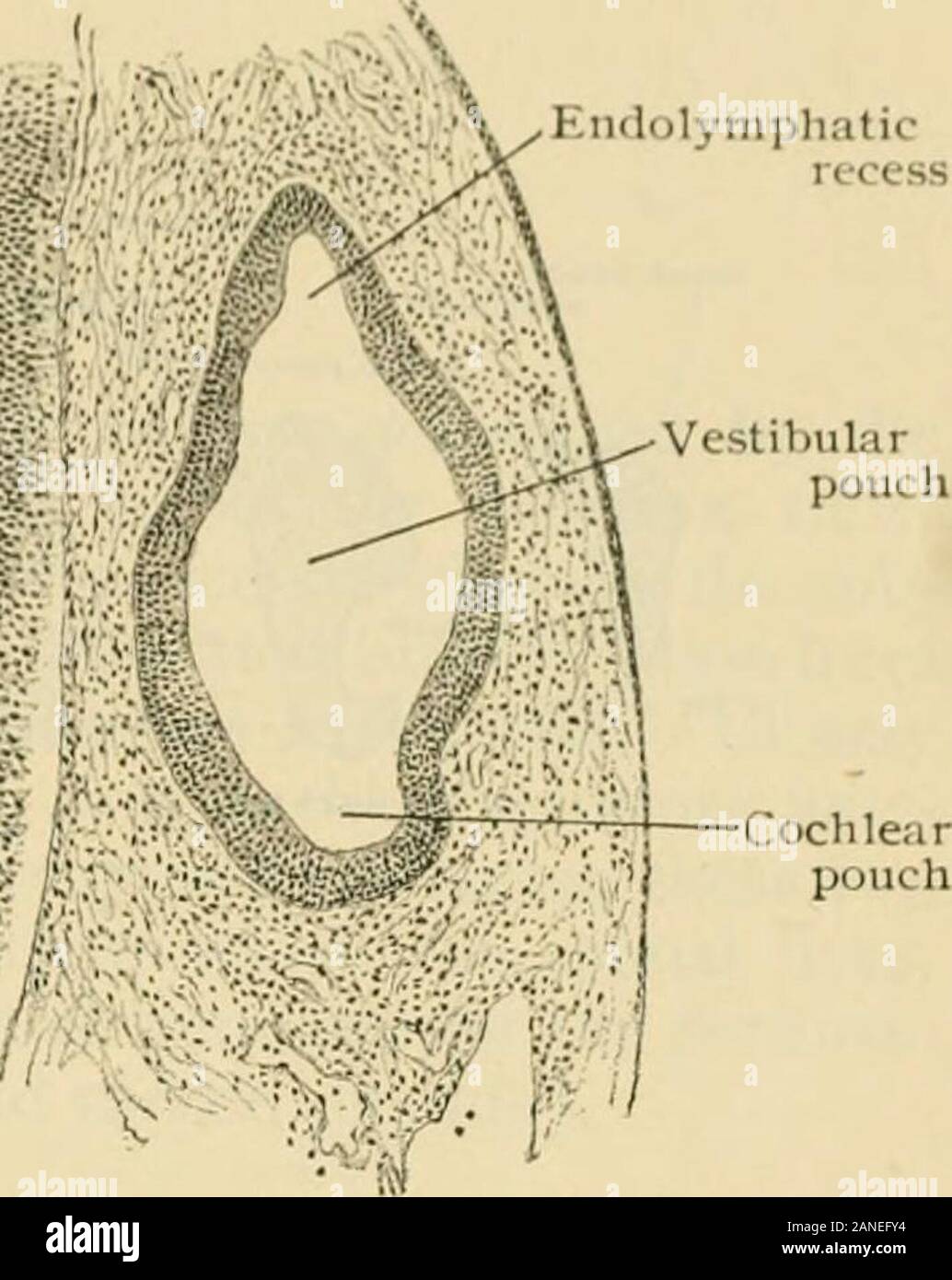 Human anatomy, including structure and development and practical ...