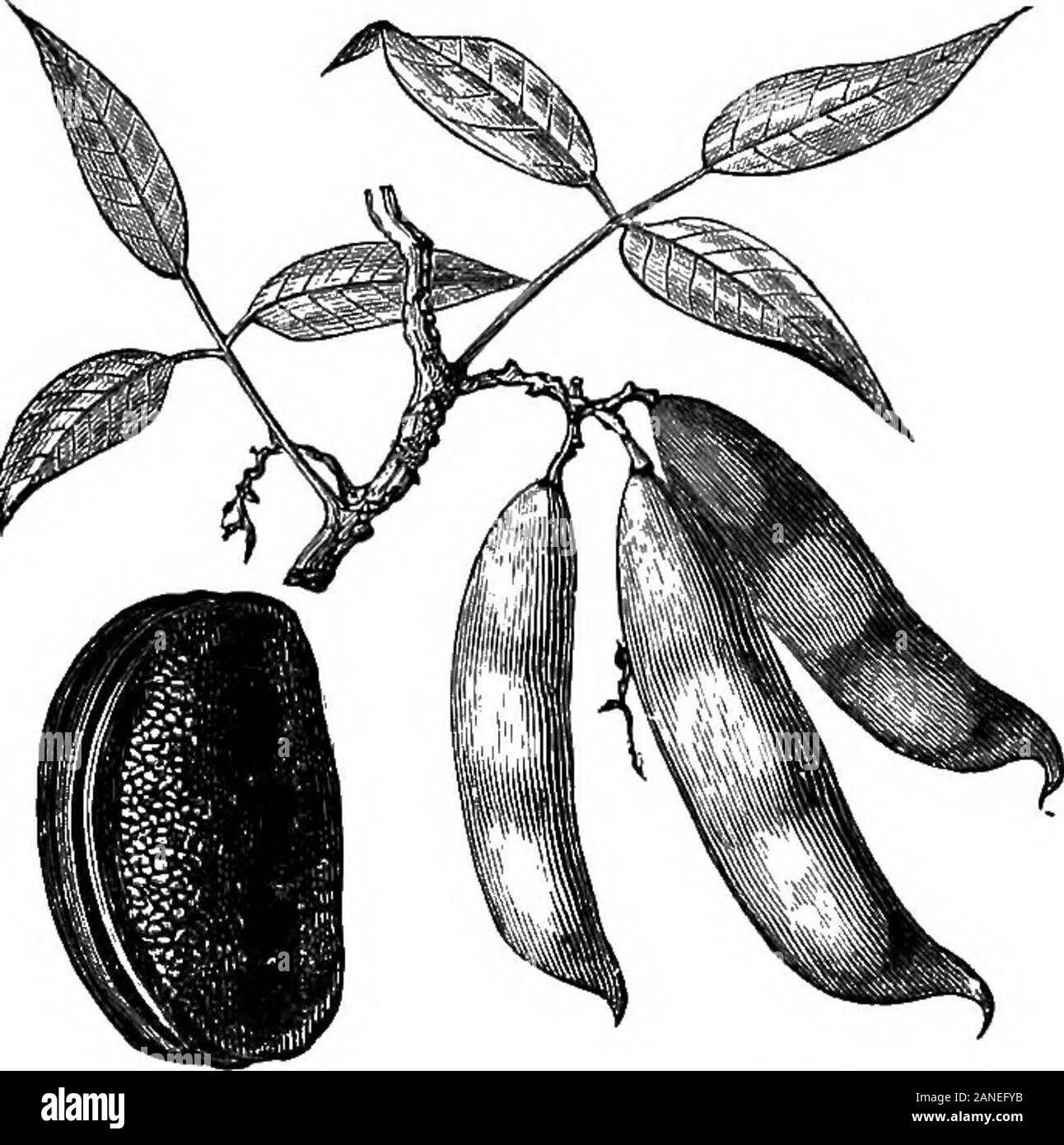 Calabar bean hi-res stock photography and images - Alamy