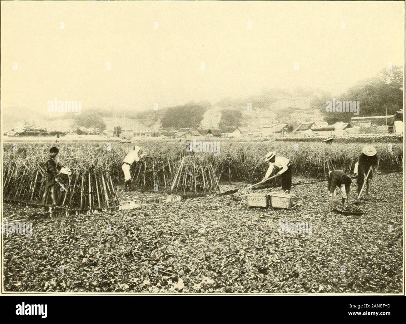 Spat collectors hi-res stock photography and images - Alamy