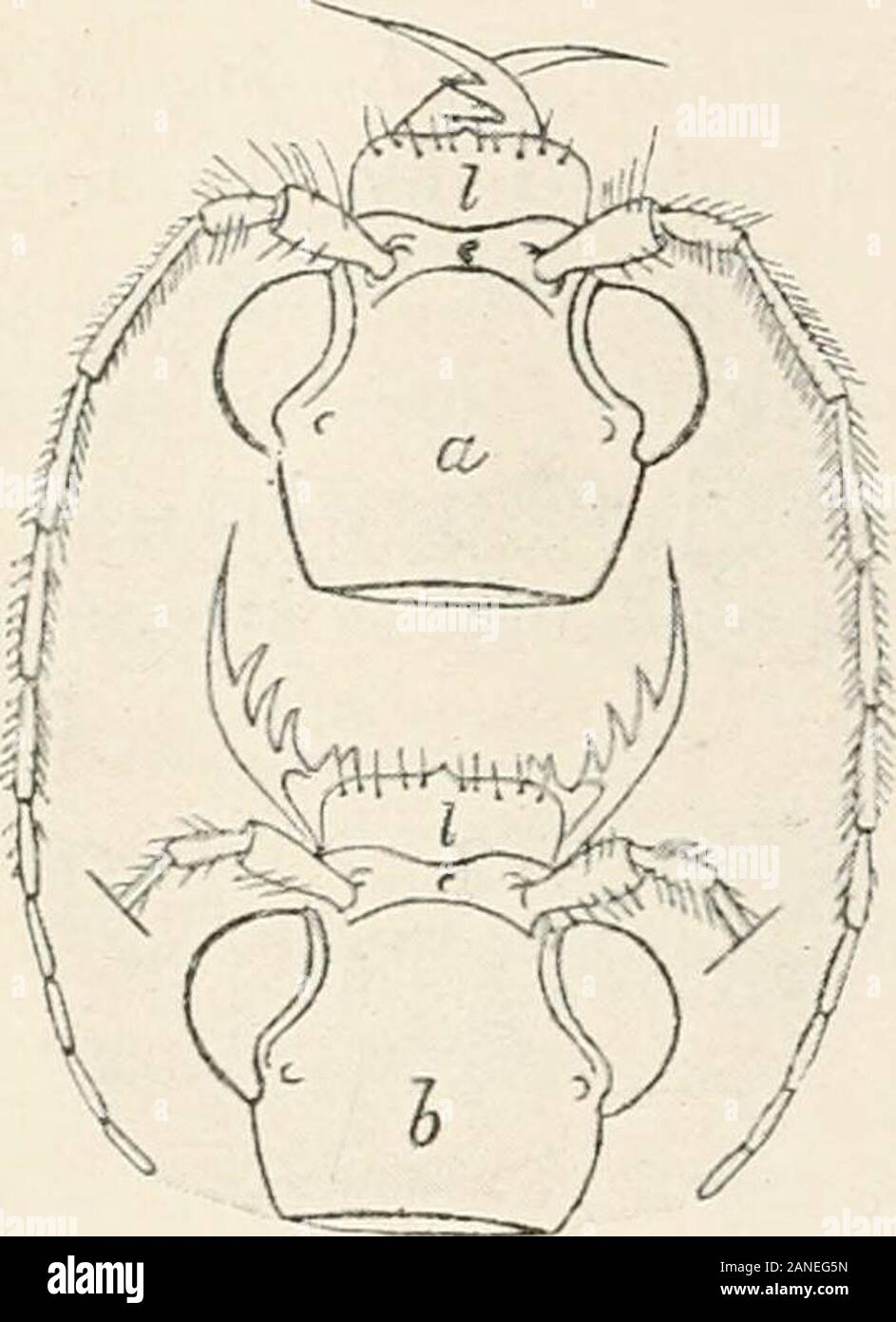 Insectanatomy hi-res stock photography and images - Alamy