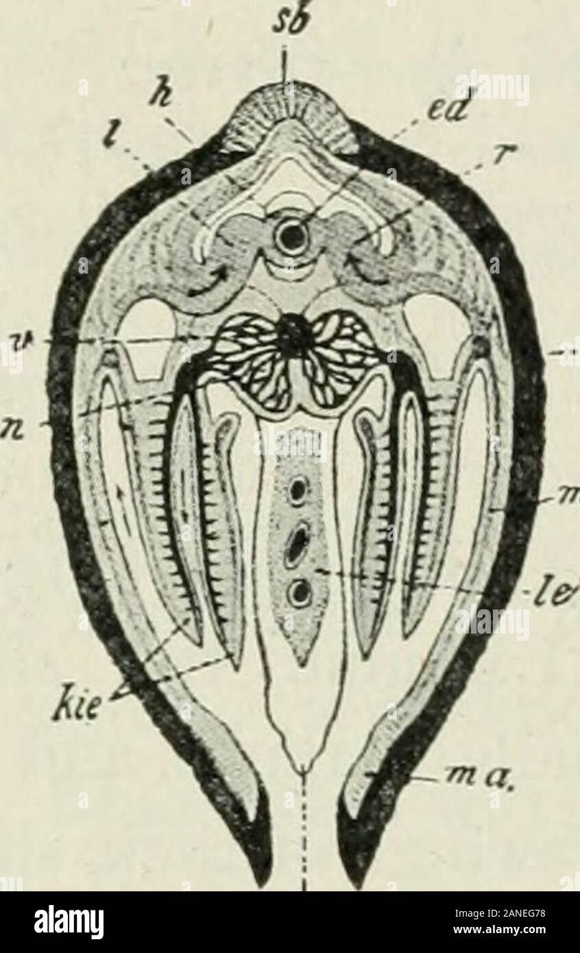 Beginners' zoology . How long is one step compared to the lengthof the ...