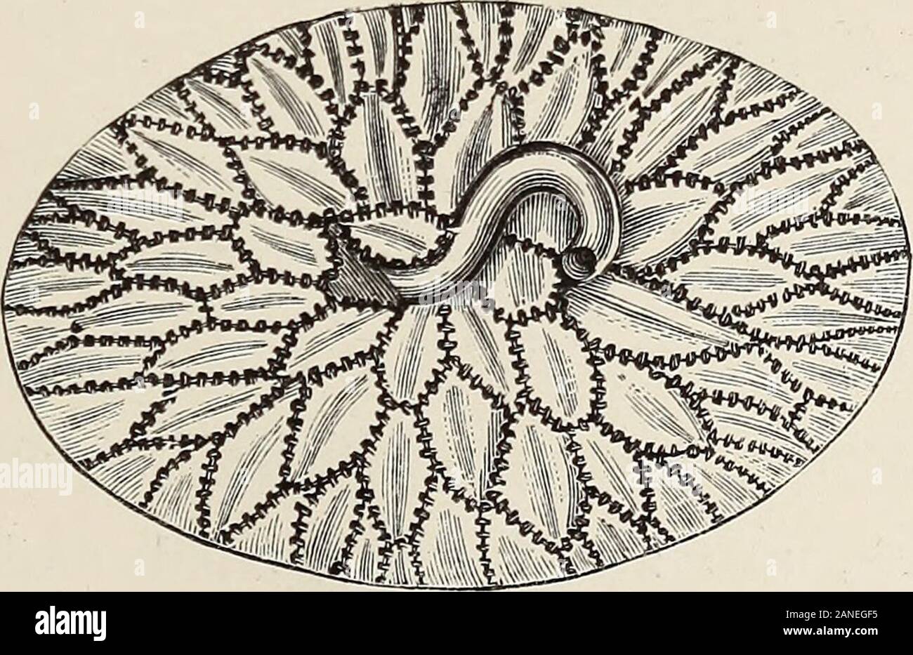 Denticulated leaf hi-res stock photography and images - Alamy