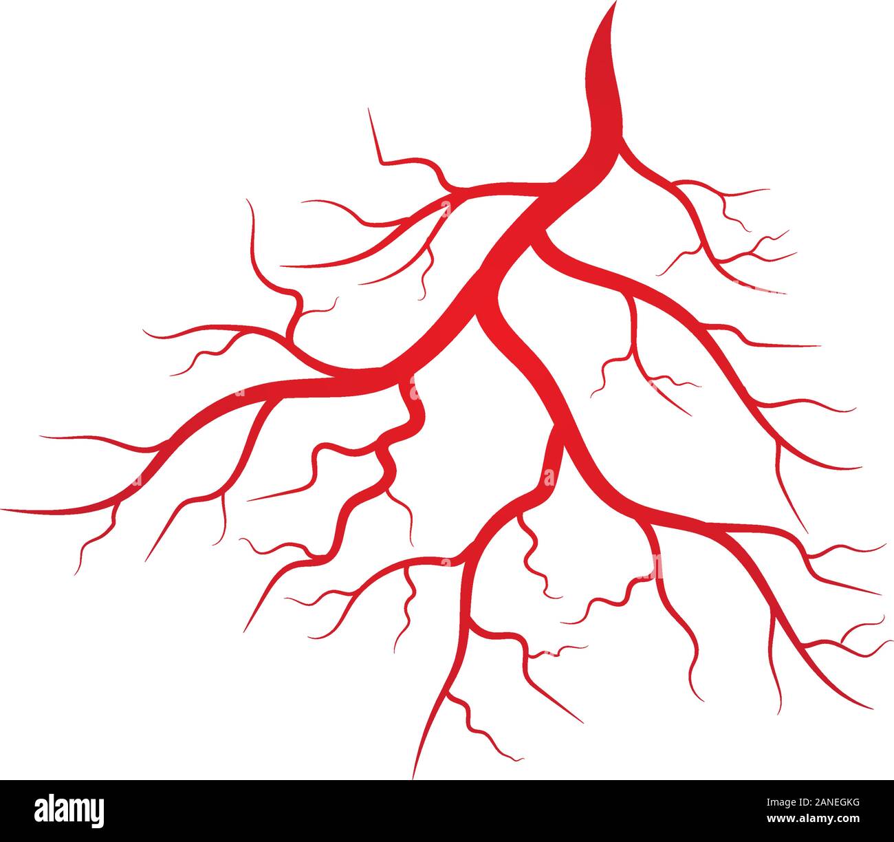 Human veins and arteries illustration design template Stock Vector ...