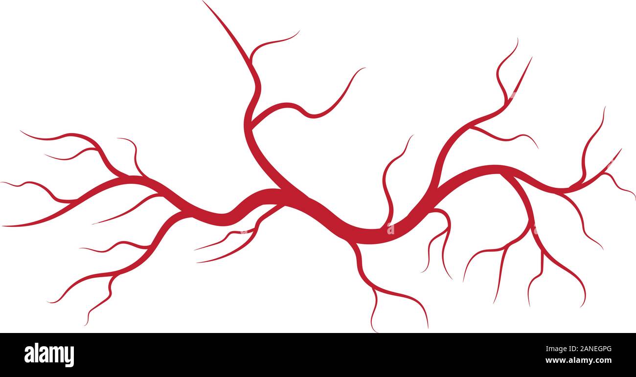 Blood flowing artery Stock Vector Images - Alamy