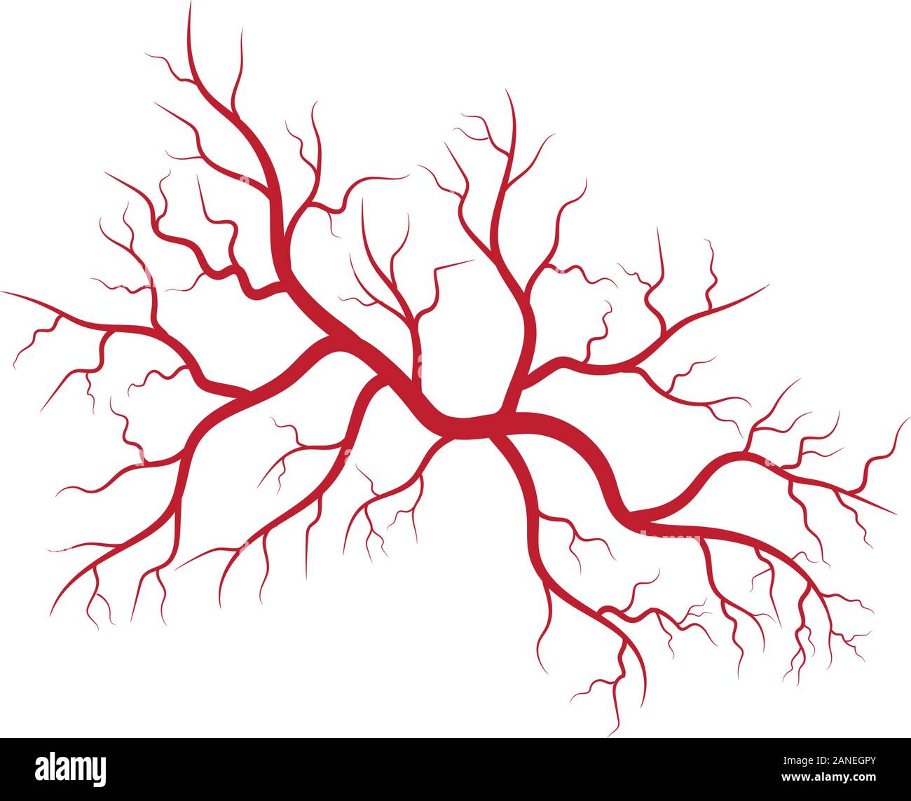 Human veins and arteries illustration design template Stock Vector ...
