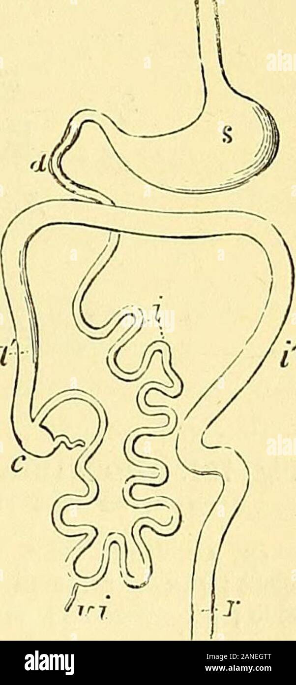 Quain's elements of anatomy . Fig. 790.—Outline op the form and ...