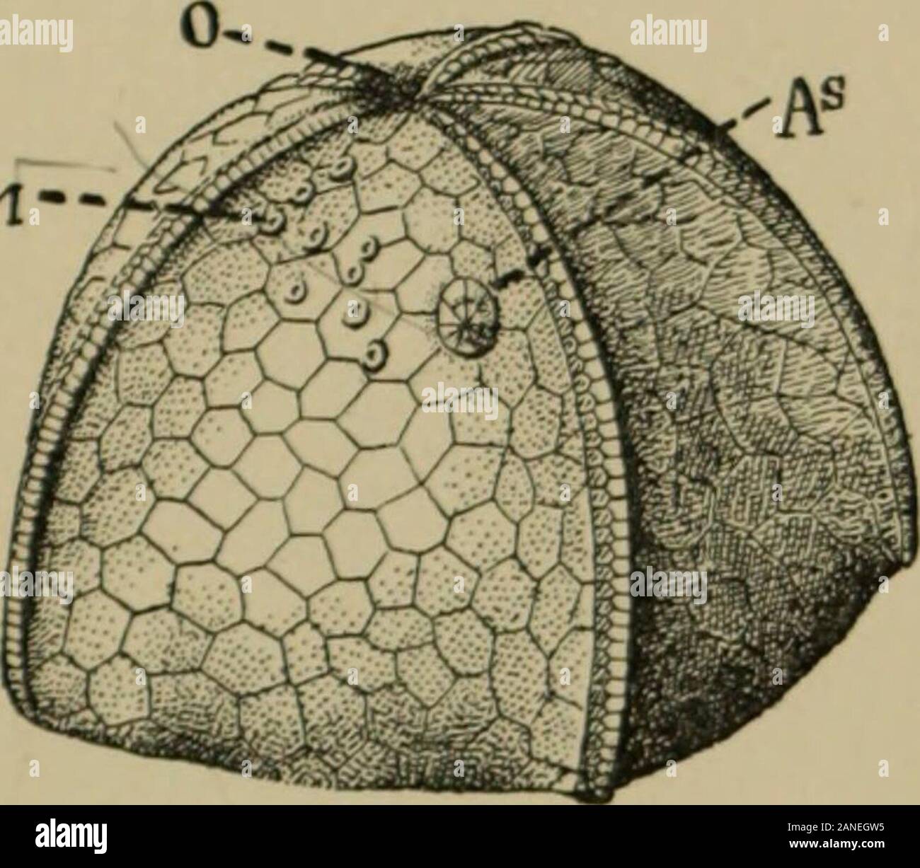 Interradial hi-res stock photography and images - Alamy