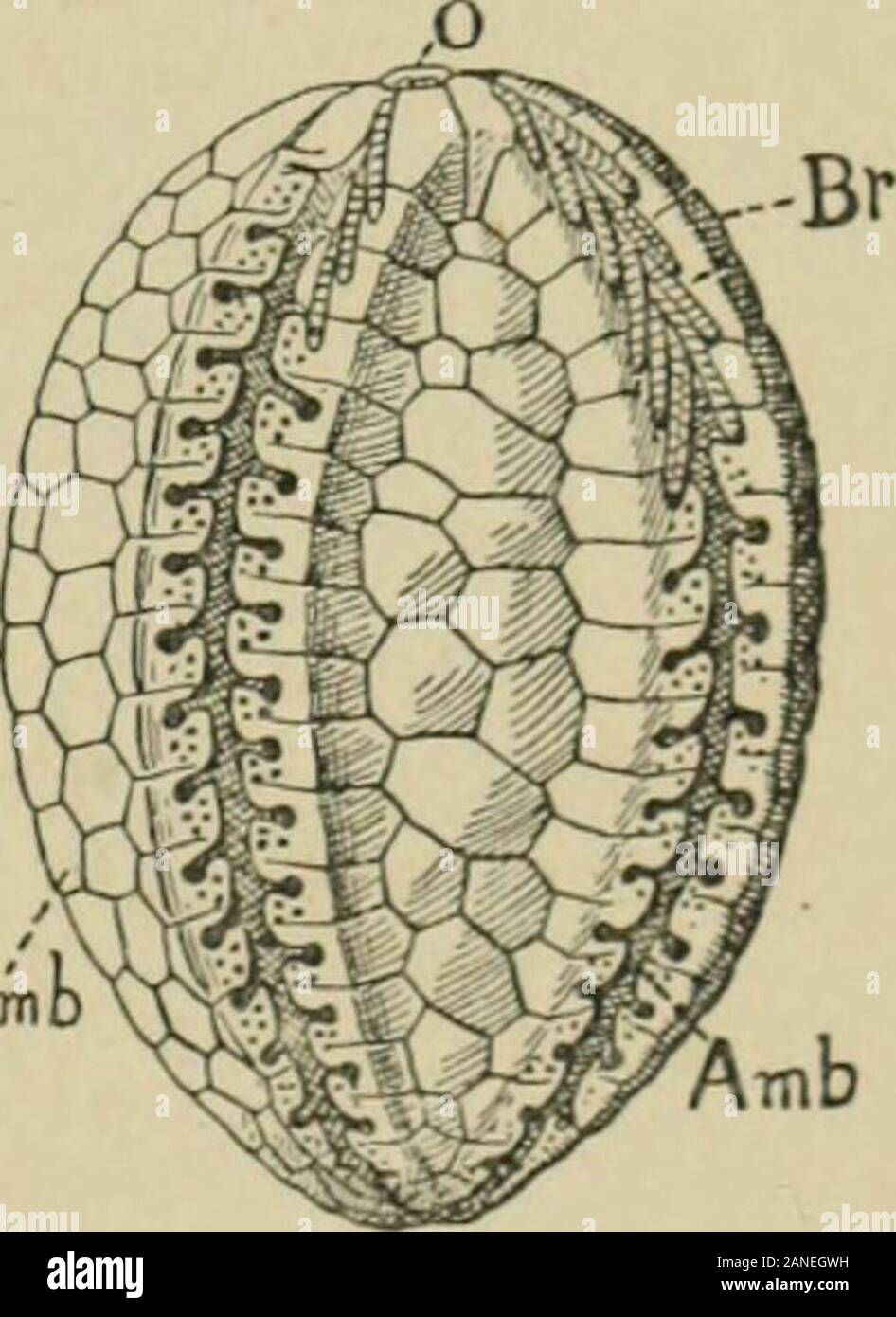 A treatise on zoology . of the Diploporita, although abranch parallel ...
