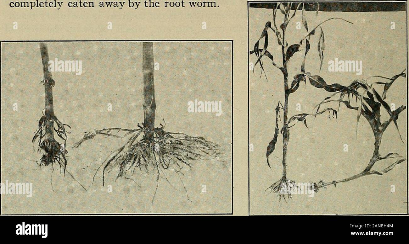 Brace roots hi-res stock photography and images - Alamy