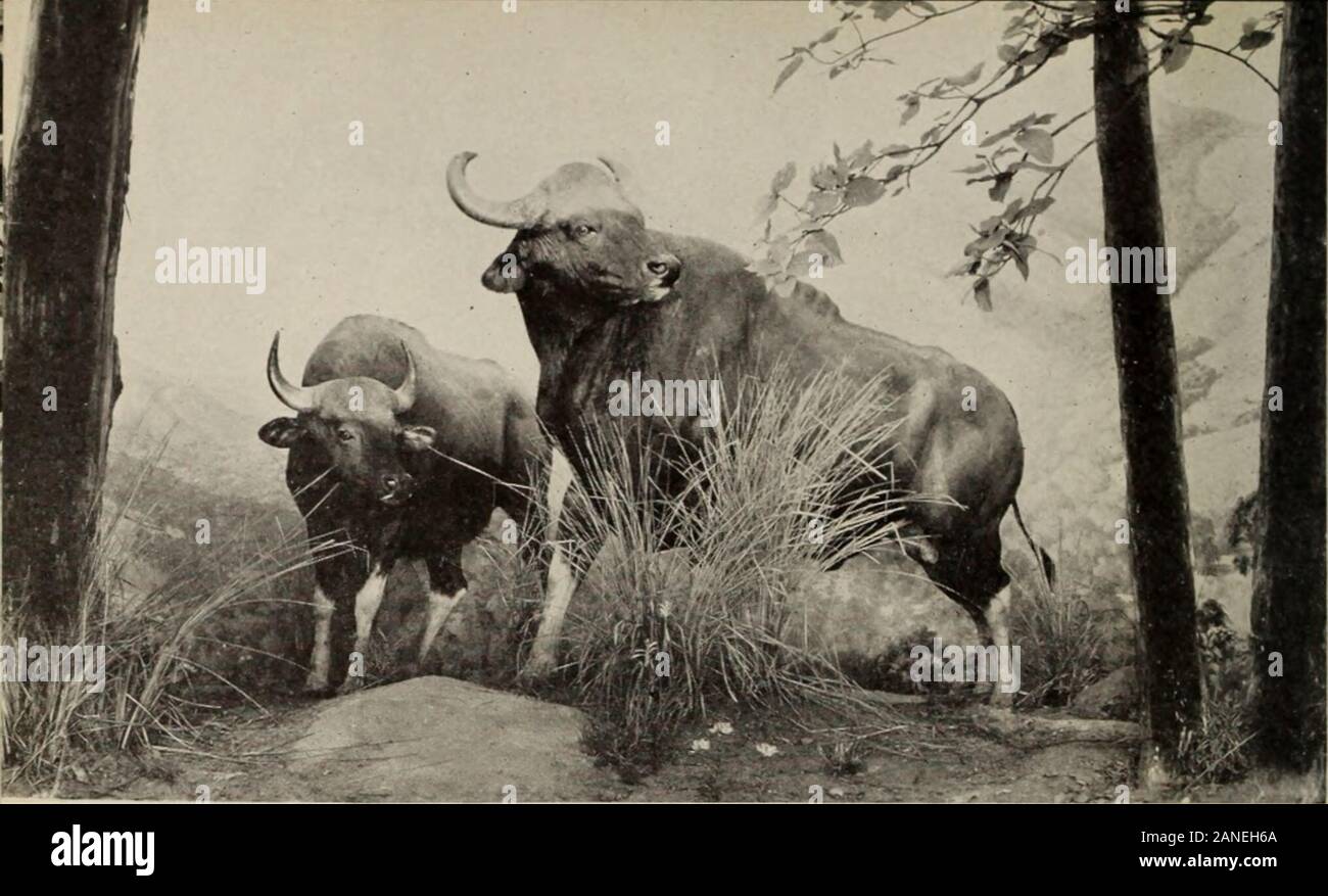 Gaur Size Comparison