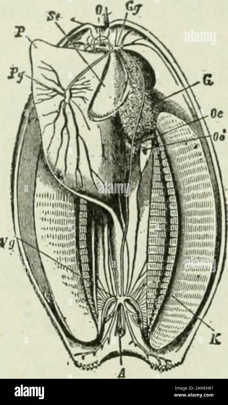 Latticestructure hi-res stock photography and images - Alamy