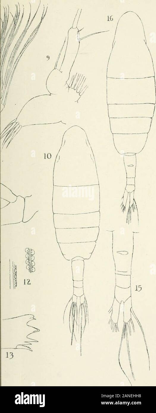 Augaptilus hi-res stock photography and images - Alamy