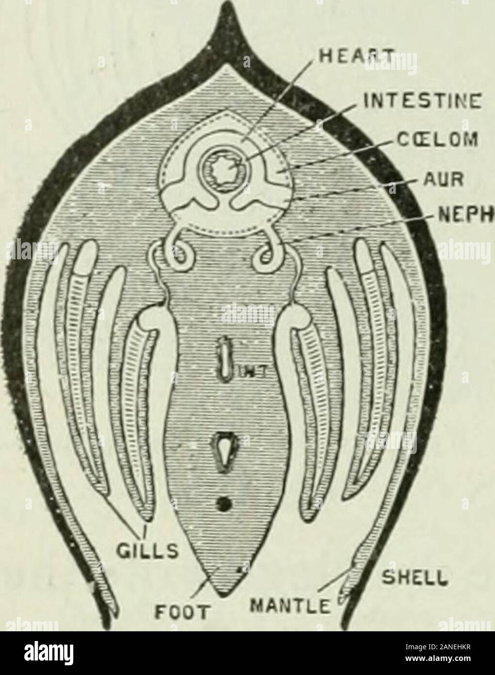 Beginners' zoology . pp- Fig. 191. — Diagram.Change of points of attach ...