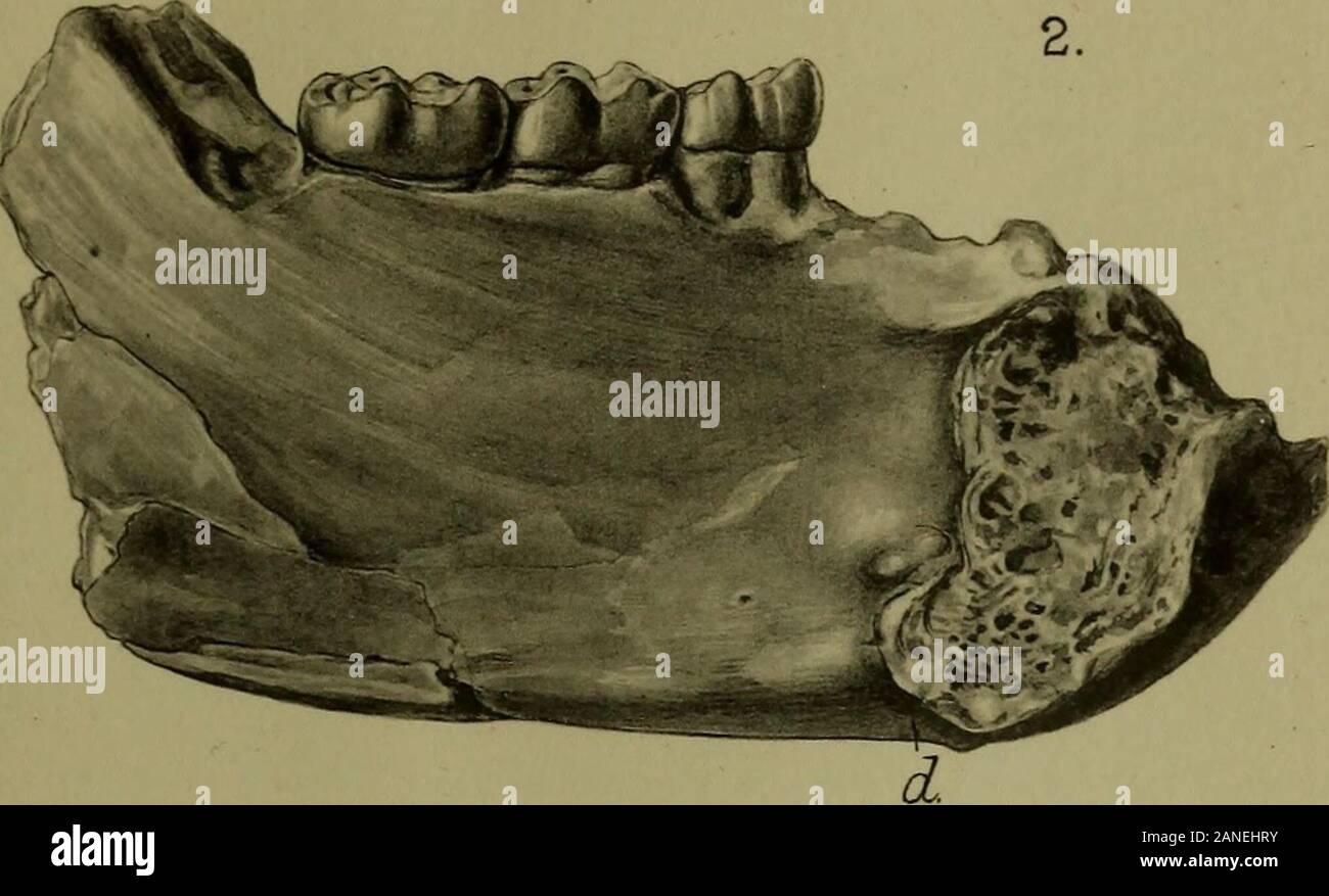 Dryopithecus hi-res stock photography and images - Alamy