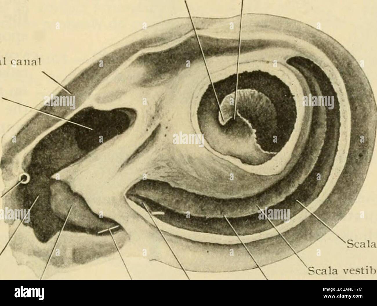 Utriculi hi-res stock photography and images - Alamy