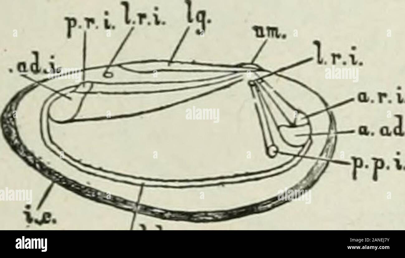 Beginners' zoology . (Fig. 190.) The shell is secreted by two folds of ...
