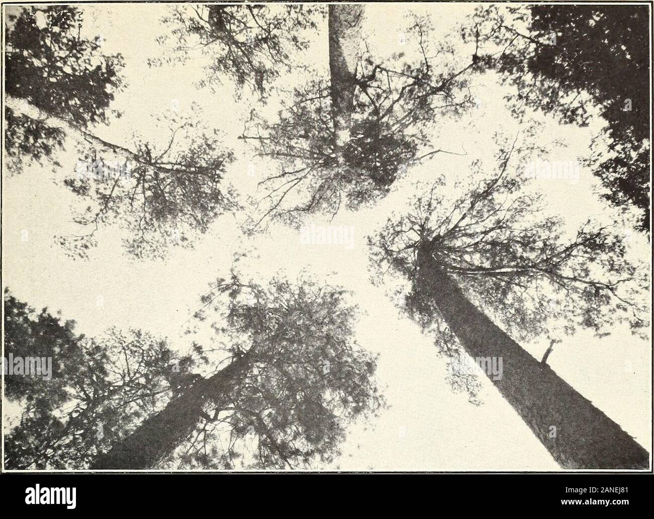 Sapwood Decay High Resolution Stock Photography and Images - Alamy