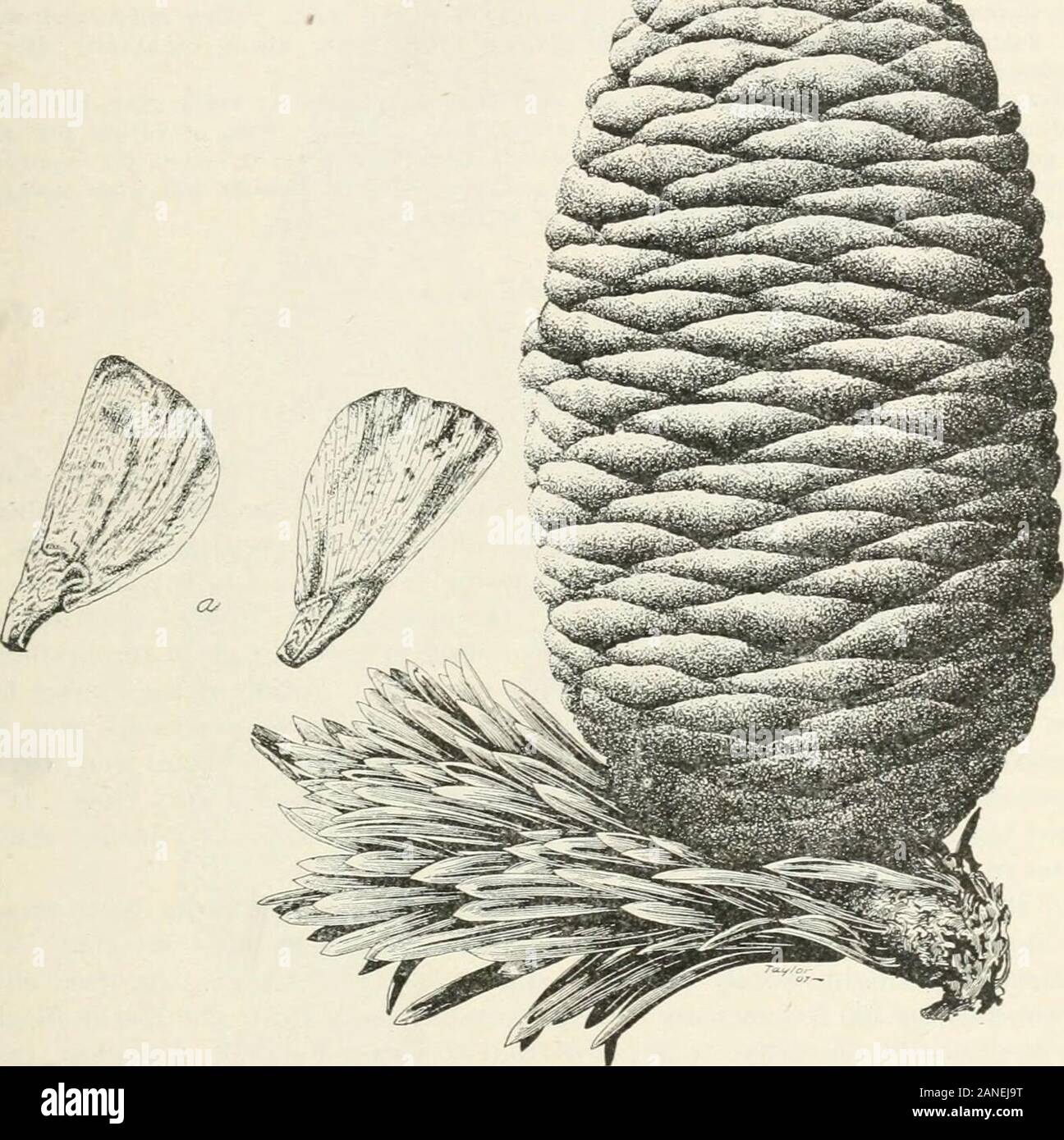 Charlotte arrowsmith hi-res stock photography and images - Alamy