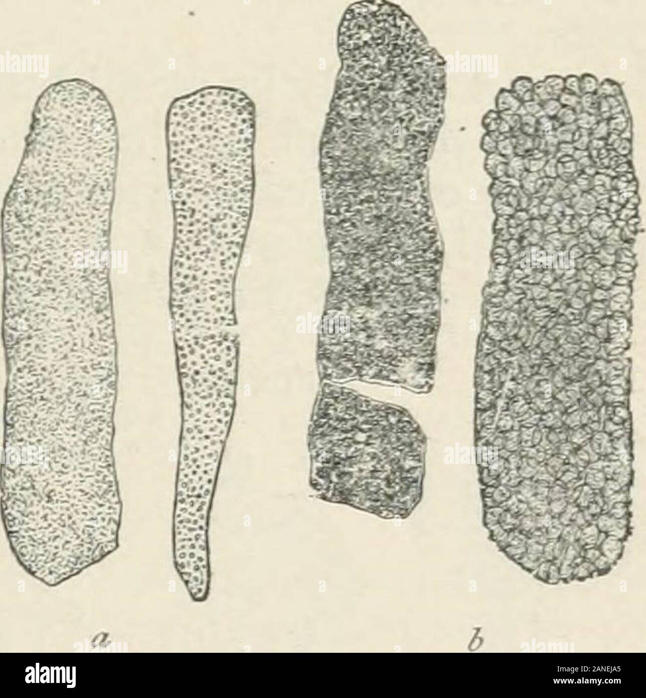Text-book of medical and pharmaceutical chemistry . Granular Casts ...