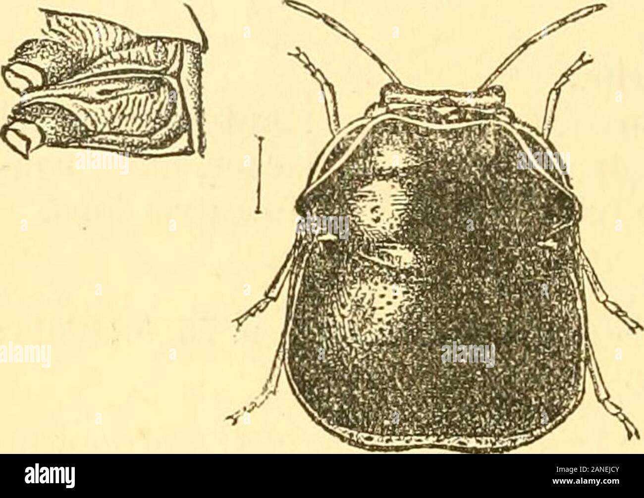 Rhynchota .. . ntral lobe quite surrounded by the lateral lobes,which ...