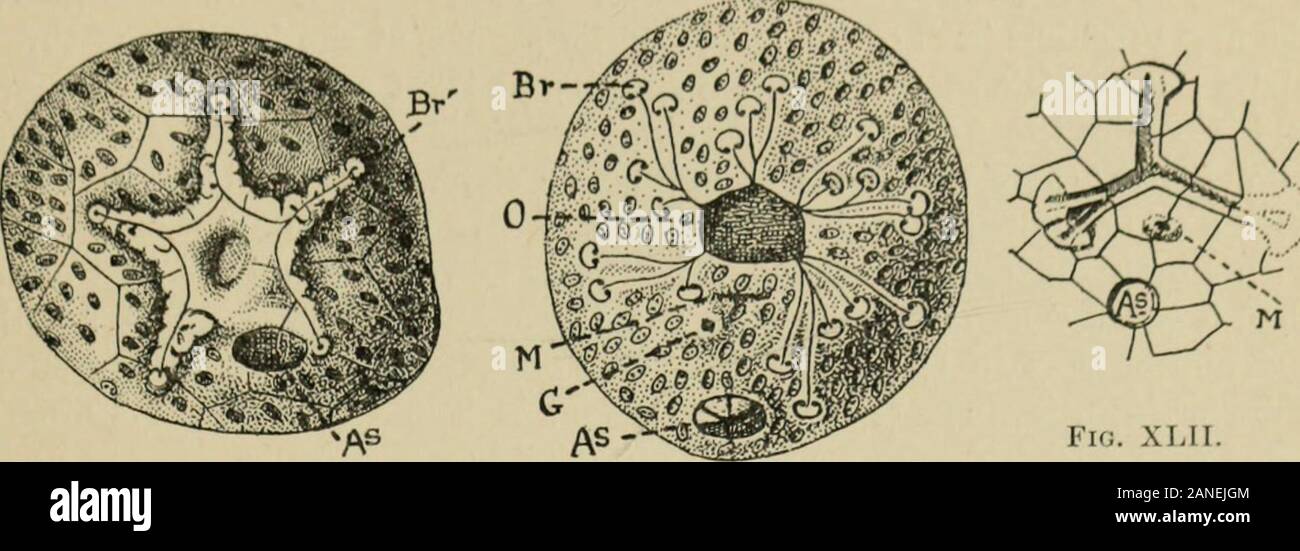 Gonopore hi-res stock photography and images - Alamy