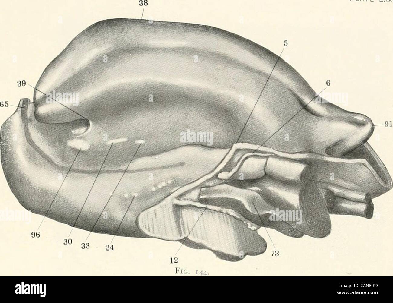 Mylohyoid Cat