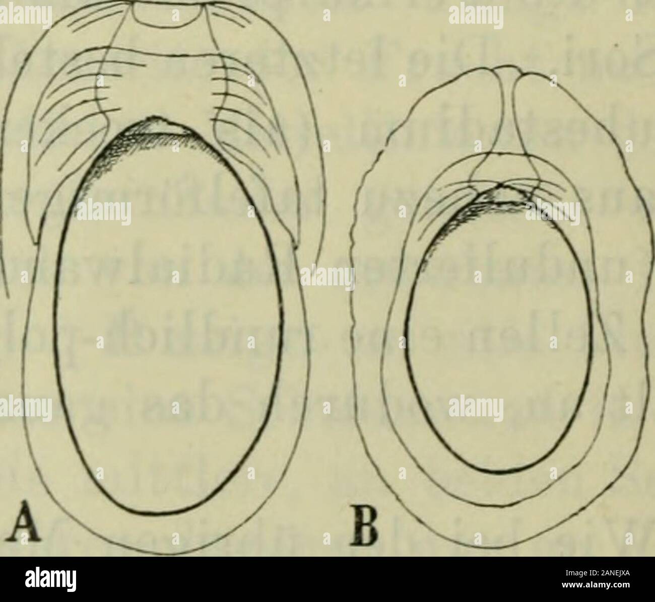 Langsschnitt und wasser hi-res stock photography and images - Alamy