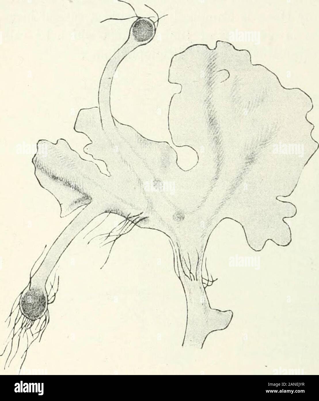 Dieoff hi-res stock photography and images - Alamy