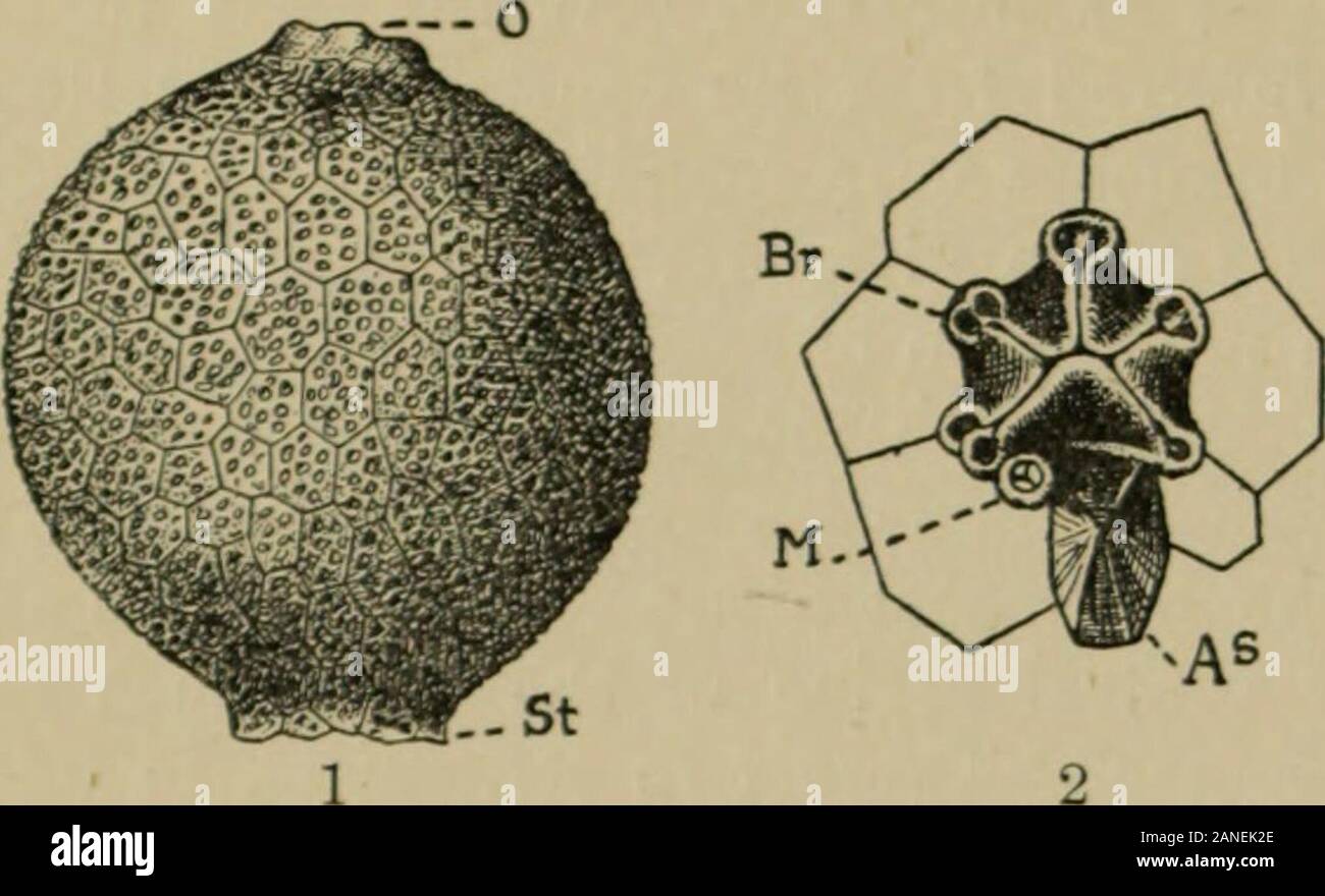 Gonopore hi-res stock photography and images - Alamy