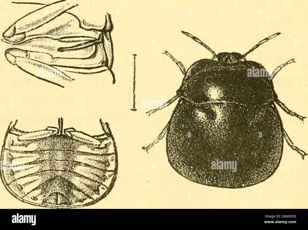 Rhynchota .. . Fig. 2.—Cratoplatys gestroi. Genus TARICHEA.Tarichea ...
