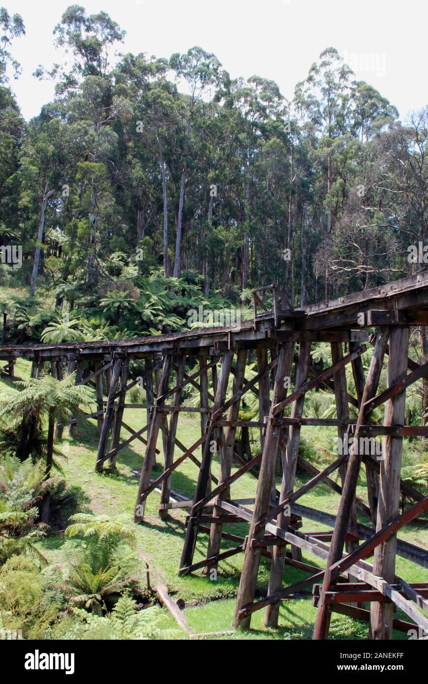 Puffing billy trestle bridge hi-res stock photography and images - Alamy