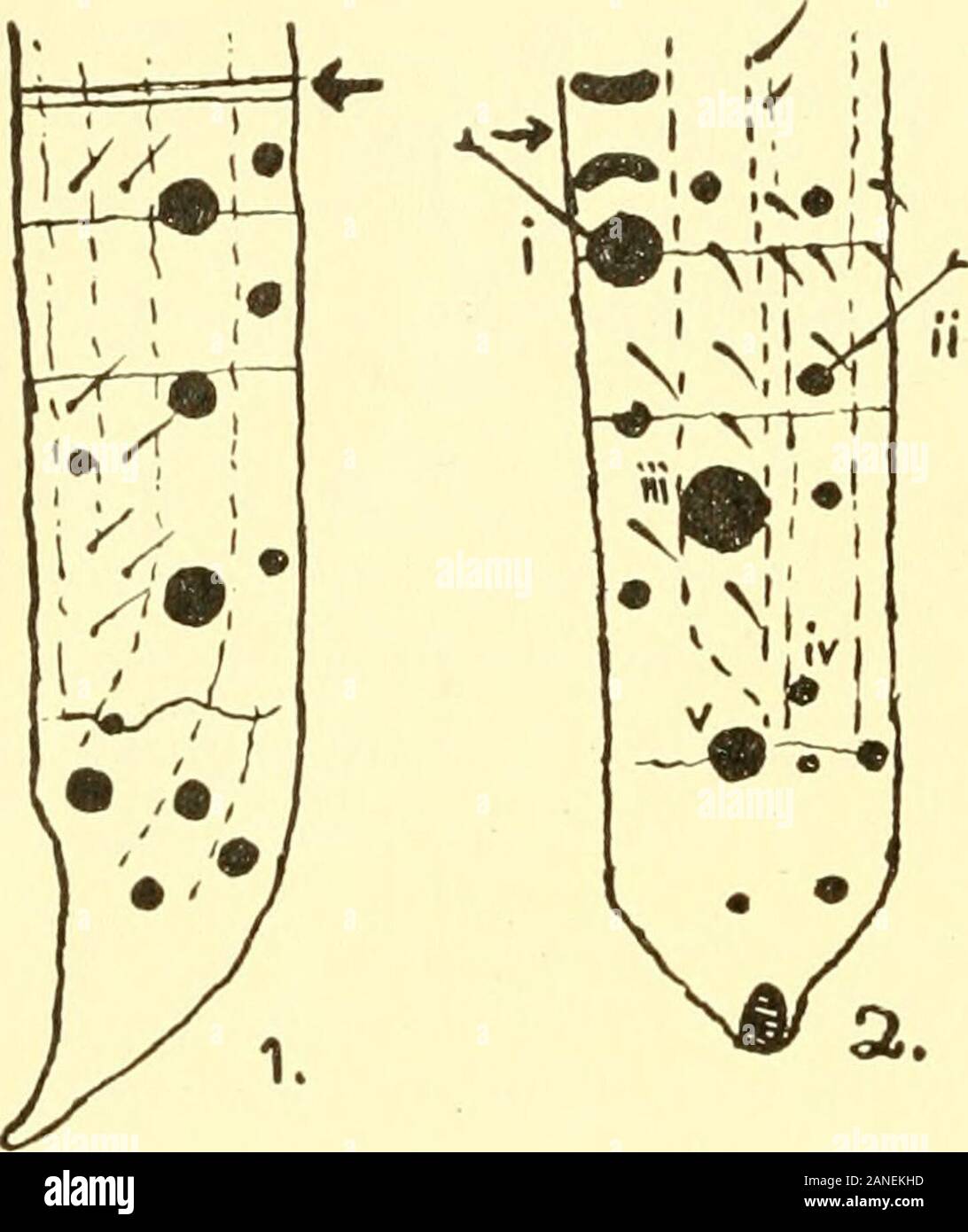 Pieris protodice pontia protodice hi-res stock photography and images ...