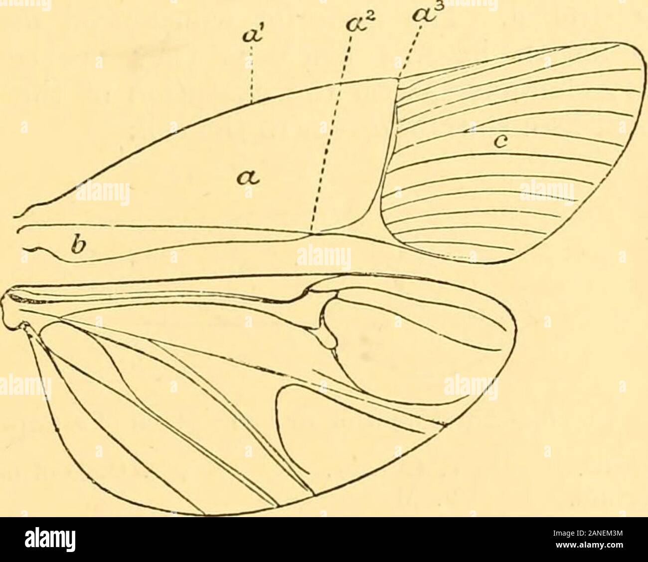 Rhynchota .. . metanotum : * Or buccal appendages^bucculce ...