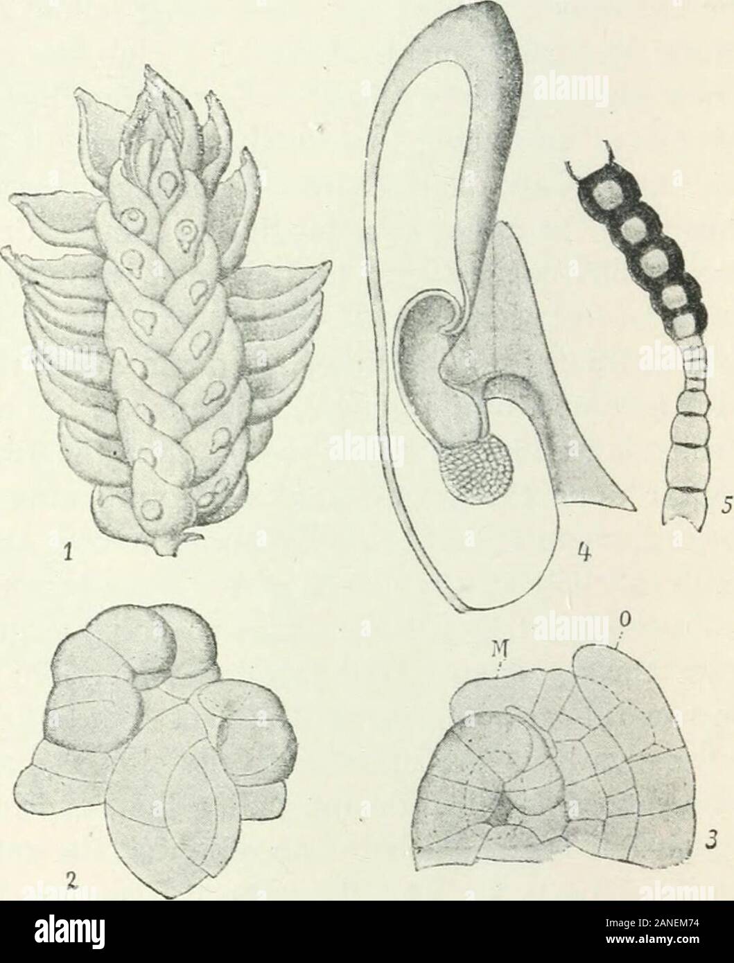 Saccate hi-res stock photography and images - Alamy