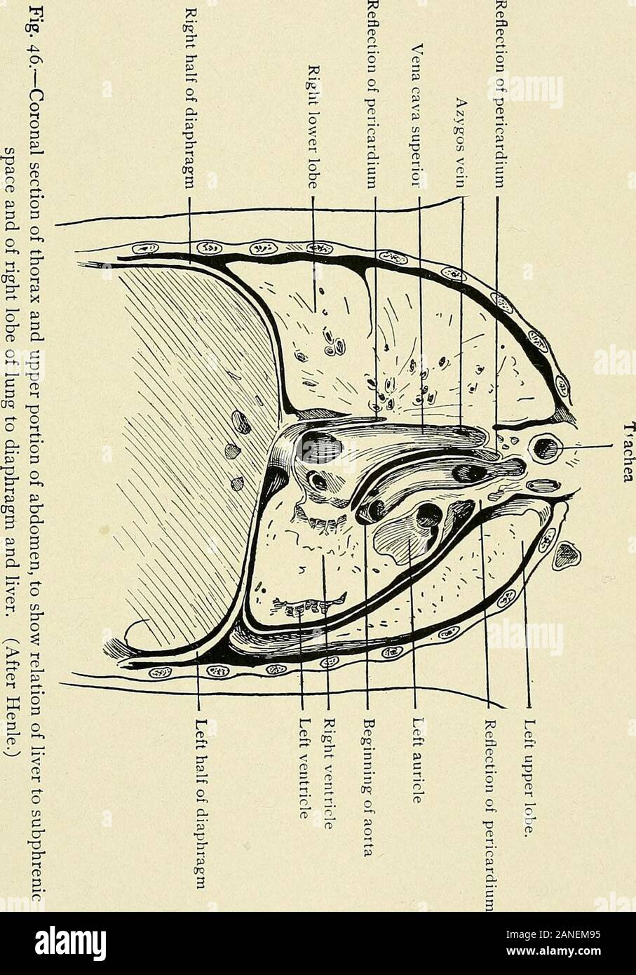 A text-book of clinical anatomy : for students and practitioners . ases ...